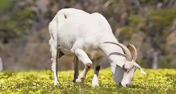 Nam mạng tuổi 2003 Quý Mùi năm 2026 xuất hành hướng nào để tài lộc dồi dào?