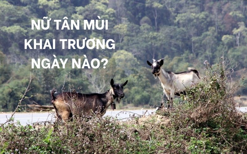 Nữ mạng tuổi Tân Mùi 1991 khai trương tiệm tạp hóa ngày nào tốt năm 2026?