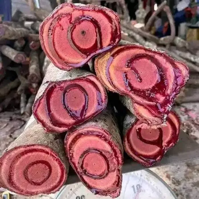 Cỏ máu là gì? Những ai không nên uống cỏ máu?